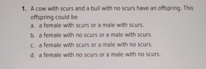 Solved A cow with scurs and a bull with no scurs have an | Chegg.com