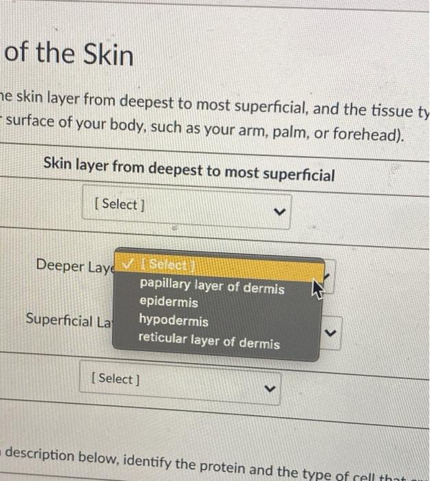 Solved D Question 1 4 pts Layers of the Skin 1. Identify the | Chegg.com Solved D Question 1 4 pts Layers of the Skin 1. Identify the | Chegg.com