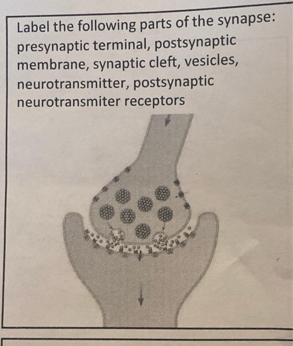 Solved Label the following parts of the synapse: presynaptic | Chegg.com
