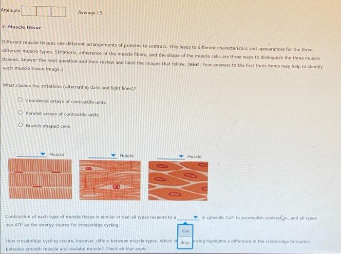 Solved CENGAGE MINDTAP Aplia Homework: Muscle Physiology | Chegg.com