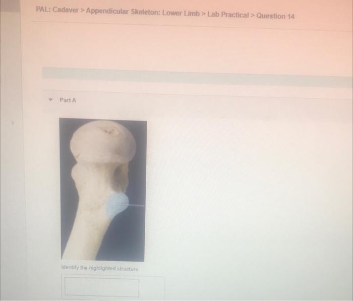 Solved PAL: Cadaver > Appendicular Skeleton: Lower Limb> Lab | Chegg.com Solved PAL: Cadaver > Appendicular Skeleton: Lower Limb> Lab | Chegg.com
