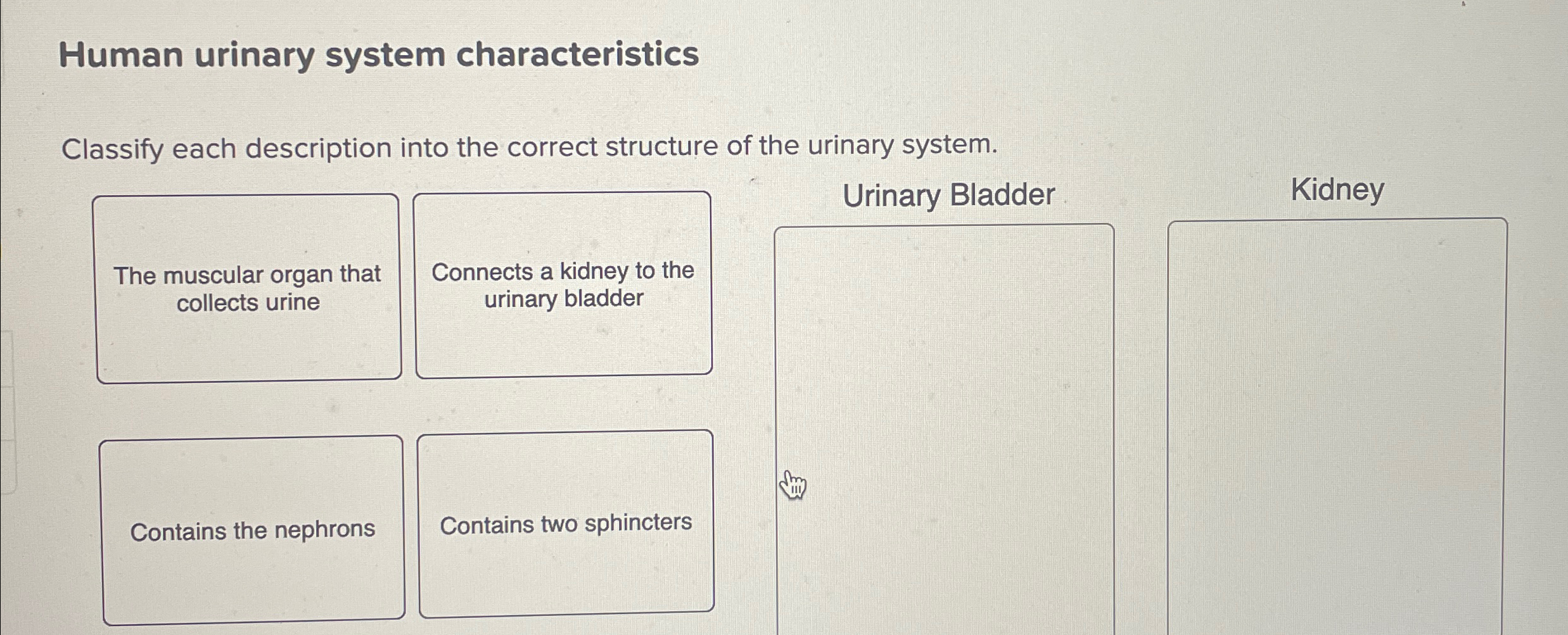 Solved Human urinary system characteristicsClassify each | Chegg.com