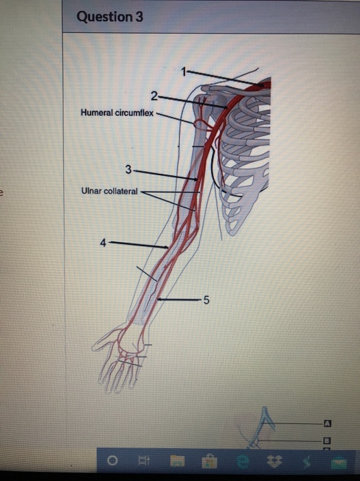 Solved Question 3 2- Humeral circumflex 3- Ulnar collateral | Chegg.com