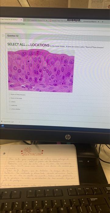 Solved IDENTIFY the STRUCTURE/FEATURE indicated in this | Chegg.com