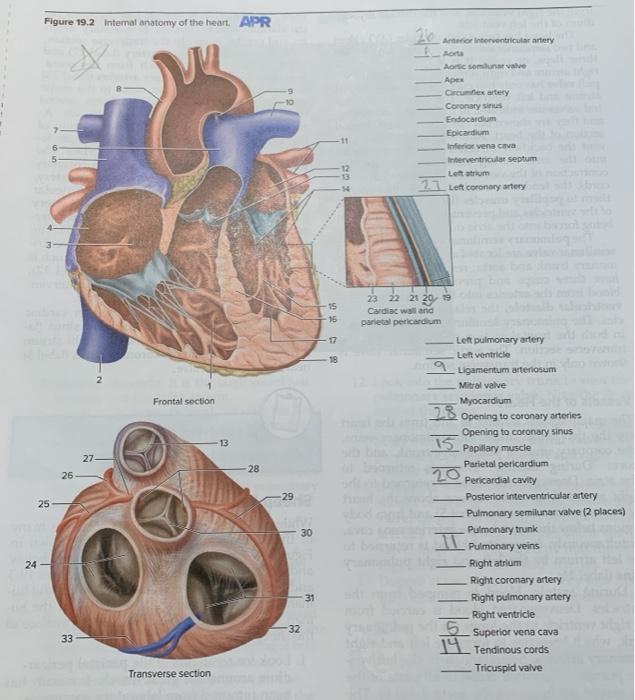 Solved Figure 19.2 Internal anatomy of the heart. APR | Chegg.com