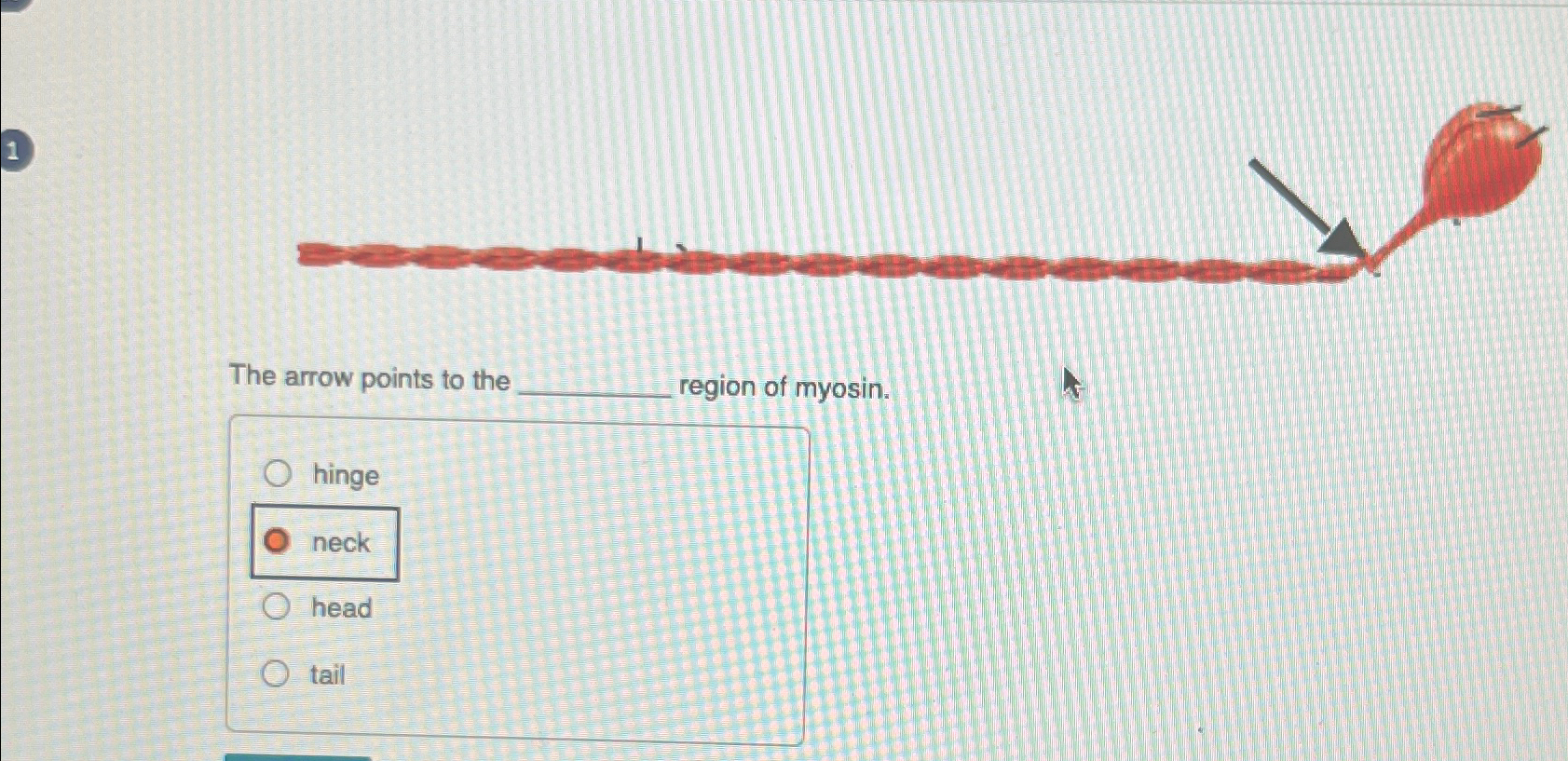 Solved 1The arrow points to theregion of myosin. | Chegg.com