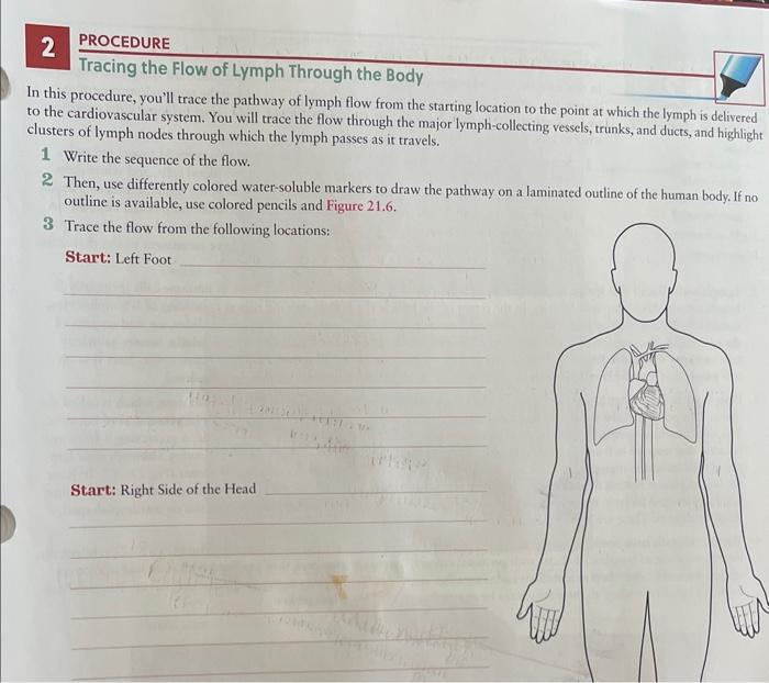 In this procedure, you'll trace the pathway of lymph | Chegg.com