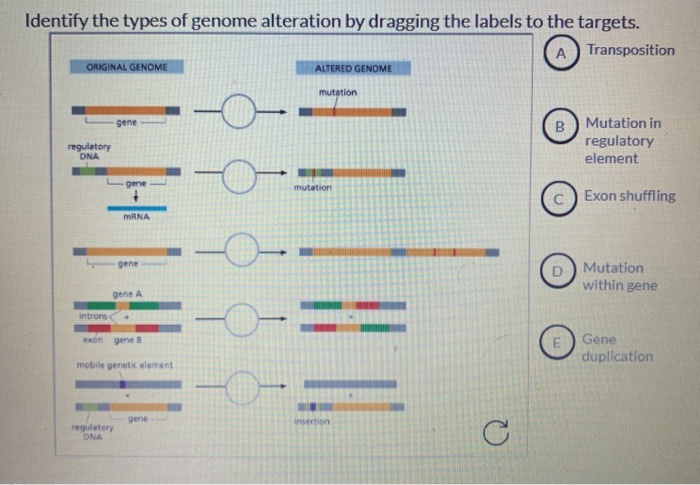 Solved Identify the types of genome alteration by dragging | Chegg.com