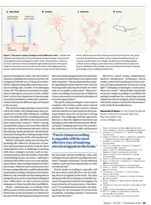 Solved Neuronal signals thoroughly recorded Alexander D. | Chegg.com