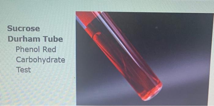 Solved Describe your observations of the 5 carbohydrate | Chegg.com