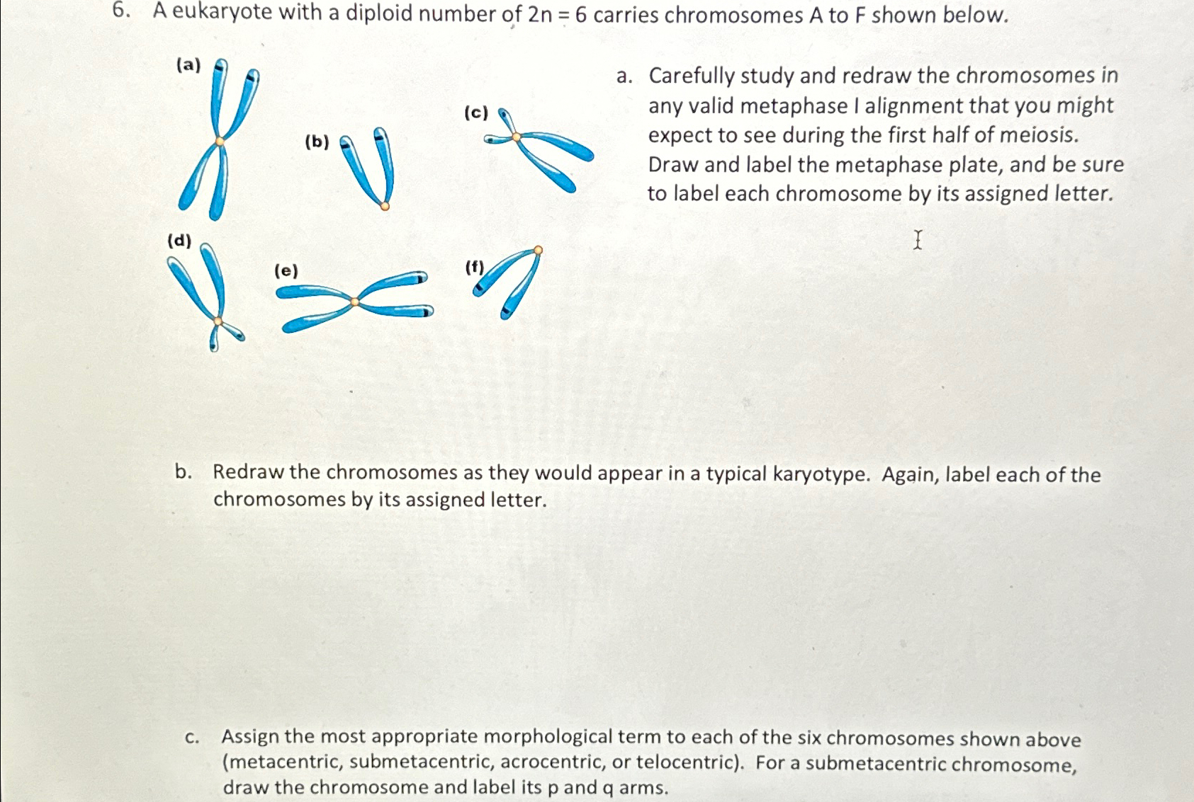 Solved A eukaryote with a diploid number of 2n=6 ﻿carries | Chegg.com