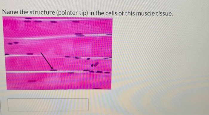 Solved Cells (pointer tip) that make the protein fibers of | Chegg.com