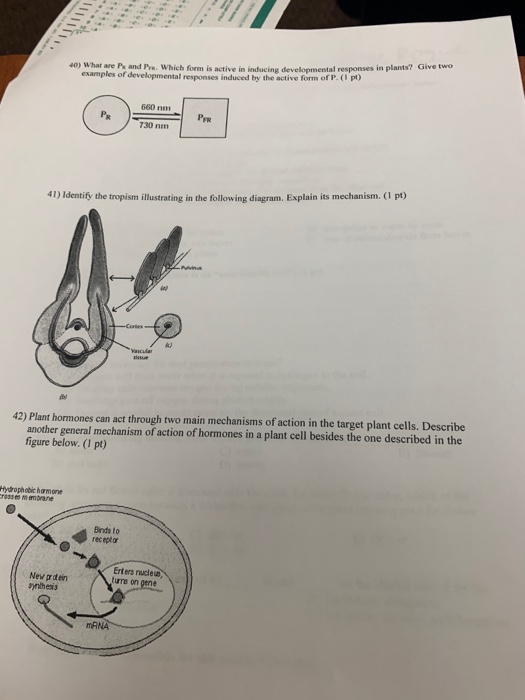 Solved 40) What are Pa and Prw. Which form is active in | Chegg.com