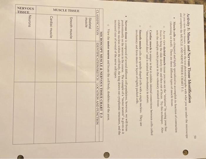 Solved MUSCLE TISSUE NERVOUS TISSUE Activity 5: Muscle and | Chegg.com