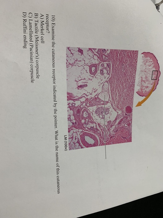 Solved LM (100%) 10) Examine the cutaneous receptor | Chegg.com