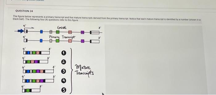Solved The Mature Transcripts That Represents A 0704
