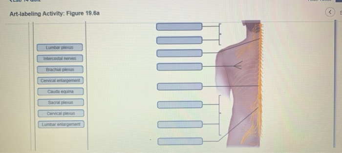 Solved Art-labeling Activity: Figure 19.6a Lumbar plexus | Chegg.com