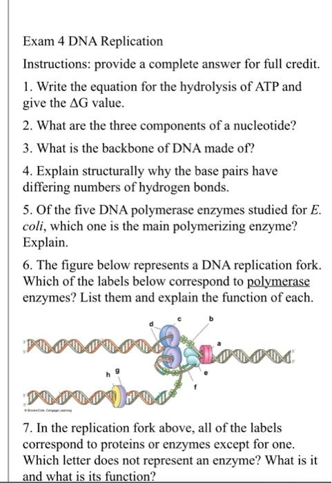 Exam 4 DNA Replication Instructions: provide a | Chegg.com