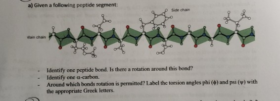 Solved a) Given a following peptide segment: Side chain Main | Chegg.com