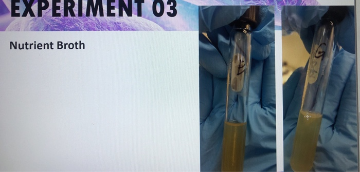 Observations and Results 1. Nutrient Agar Slants | Chegg.com