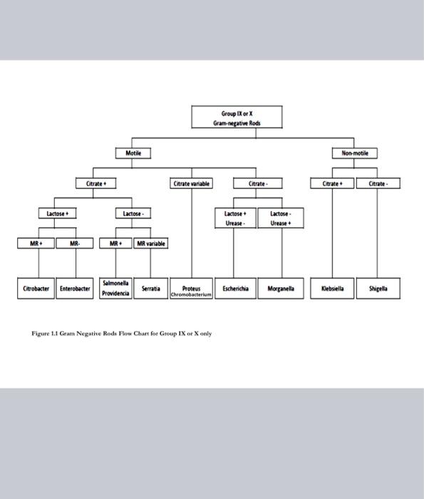 Solved AttachmentFigure 1: Gram Negative Flow ChartFigure | Chegg.com