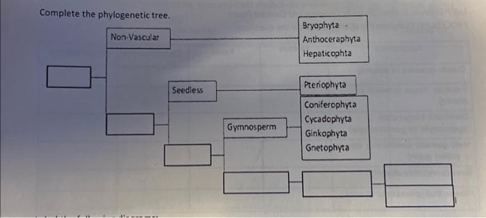 Solved Complete the phylogenetic tree. | Chegg.com