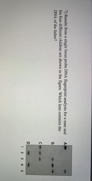 Solved А 7) Results from a single locus probe DNA | Chegg.com