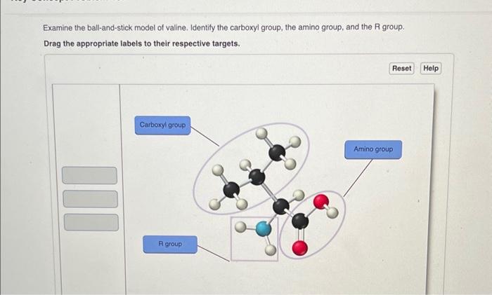 Solved Examine the ball-and-stick model of valine. Identify | Chegg.com