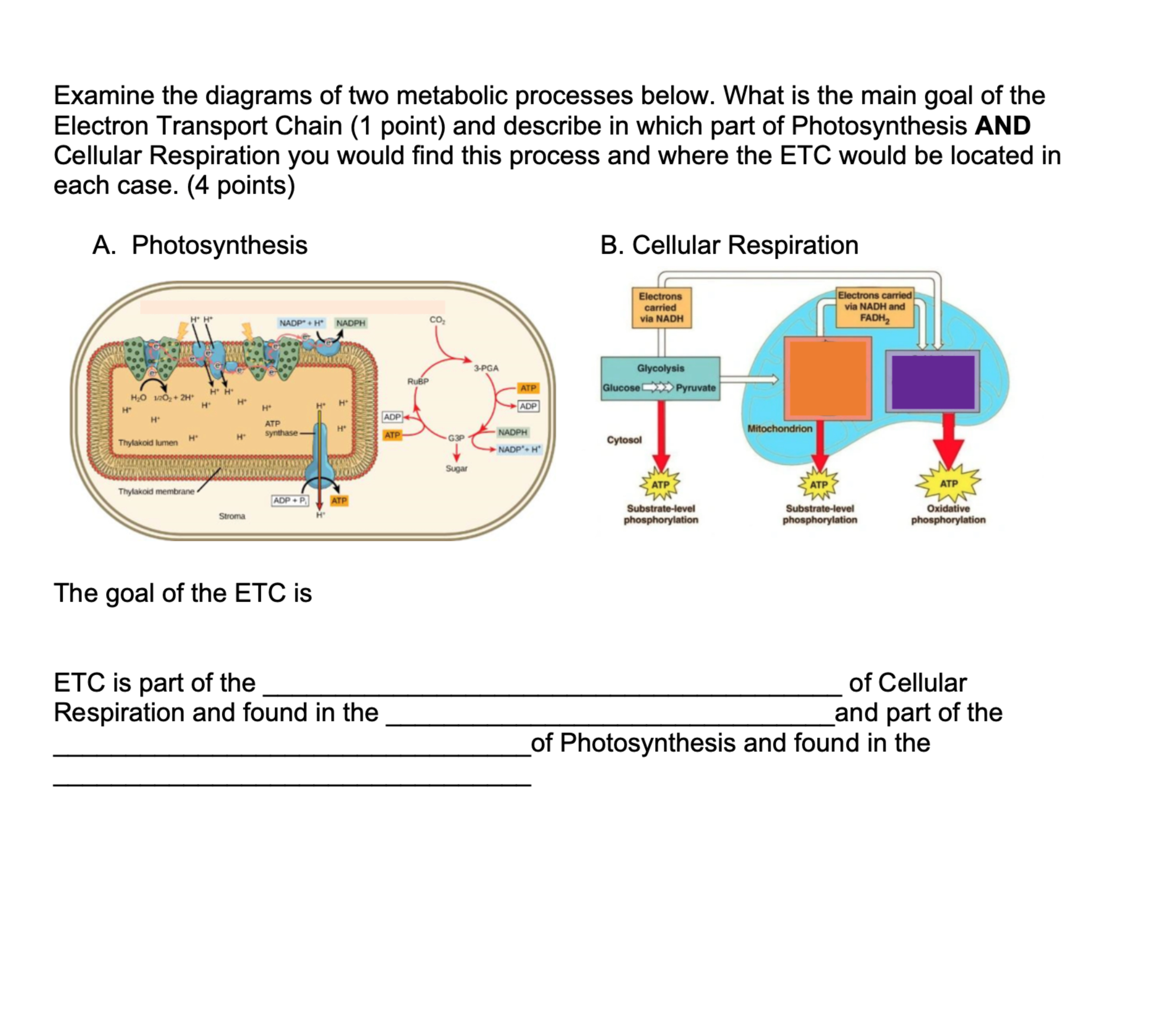 Solved Examine the diagrams of two metabolic processes | Chegg.com