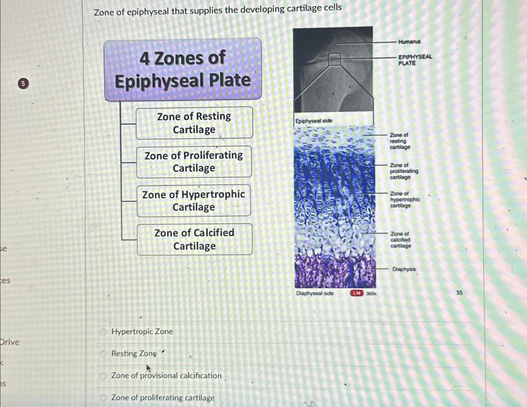 Solved Zone of epiphyseal that supplies the developing | Chegg.com