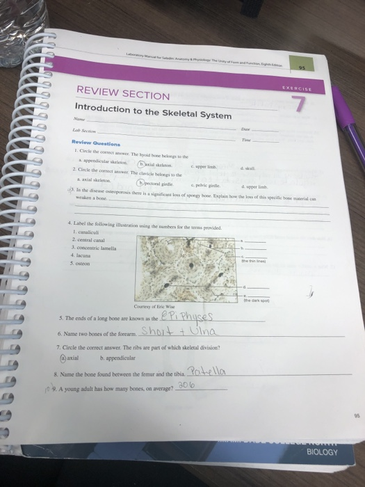 Solved 10000000 REVIEW SECTION Introduction to the Skeletal | Chegg.com