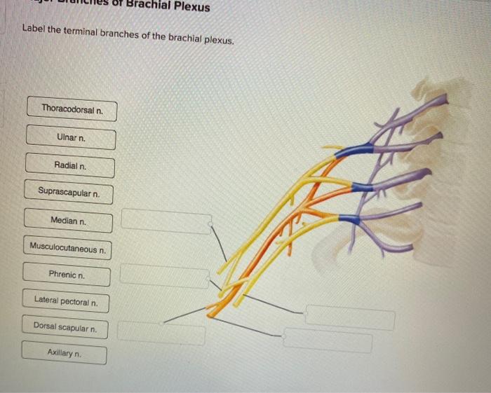 Solved nial Plexus Label the terminal branches of the | Chegg.com