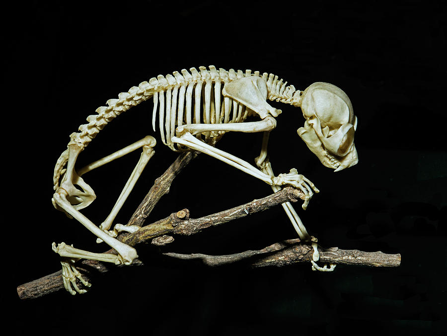 Solved You would expect this primate to have a rhinarium. | Chegg.com