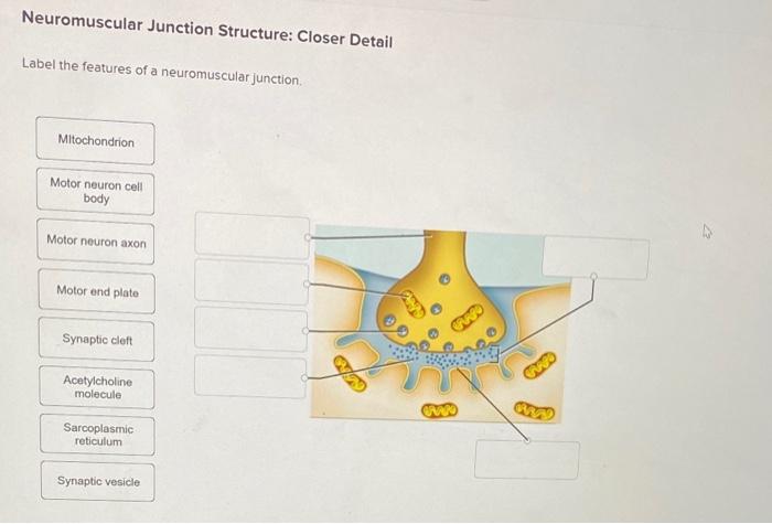 Solved Neuromuscular Junction Structure: Closer Detail Label | Chegg.com