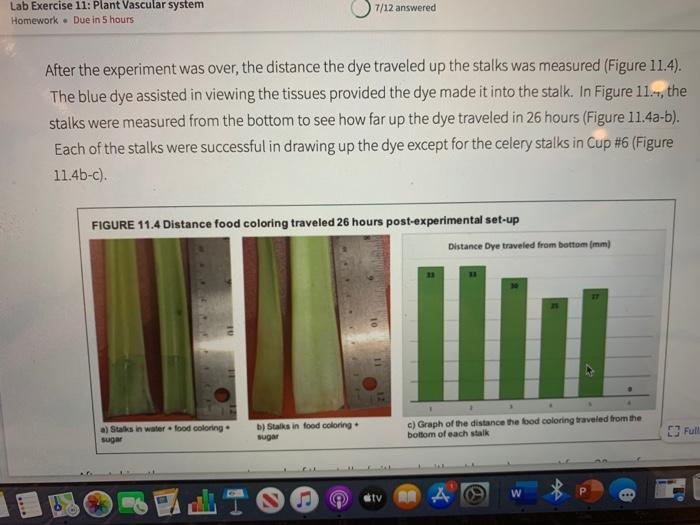 Solved ASSIGNED GRADEBOOK FIGURE 11.2 Celery vascular tissue | Chegg.com