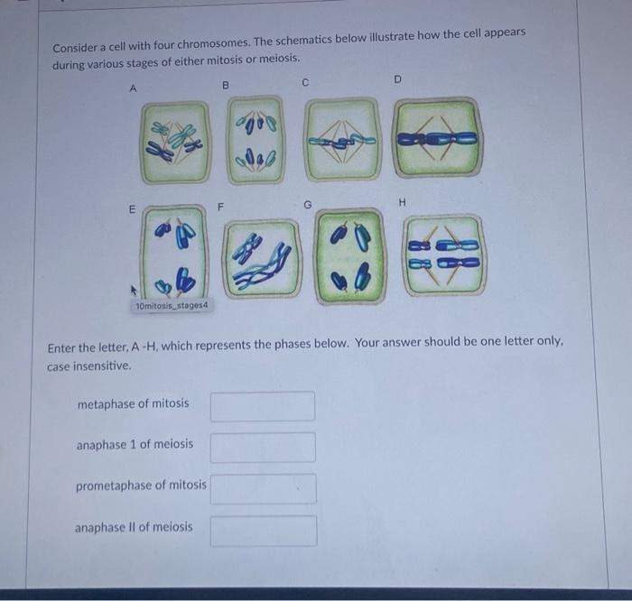 Solved Consider a cell with four chromosomes. The schematics | Chegg.com