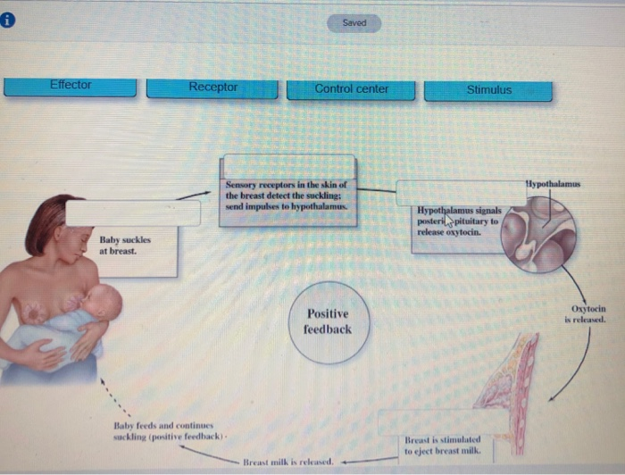 Solved 8 Effector Receptor Control center Stimulus a | Chegg.com