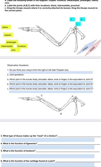 Solved Dissection of the Chicken Wing The skeletal systems | Chegg.com