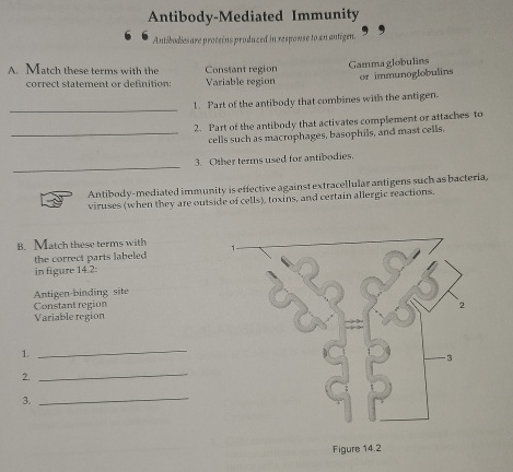 Solved Antibody-Mediated Immunity6.6A. ﻿Match these terms | Chegg.com