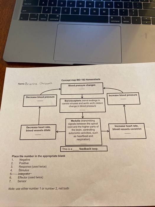 Solved med Concept map BIO 182 Homeostasis Name: Brianna | Chegg.com