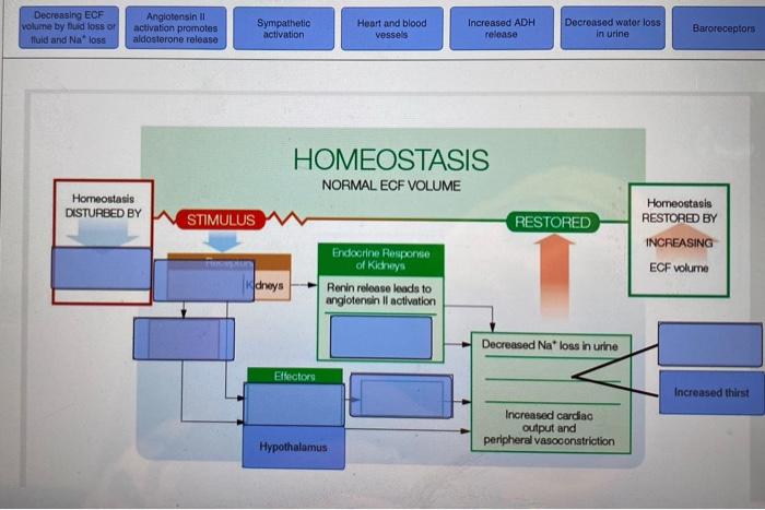 Solved Decreasing ECF volume by fluid loss or fluid and Na | Chegg.com
