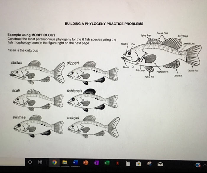 BUILDING A PHYLOGENY PRACTICE PROBLEMS Spy Example | Chegg.com