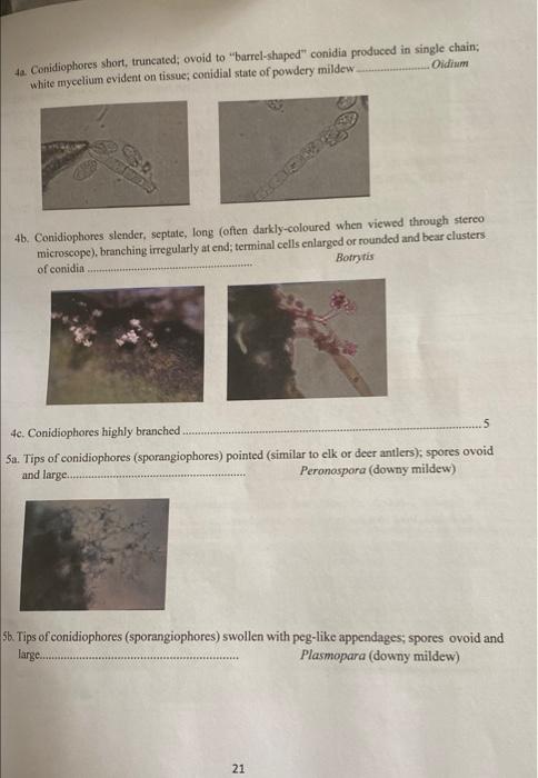 Solved da Conidiophores short, truncated; ovoid to | Chegg.com