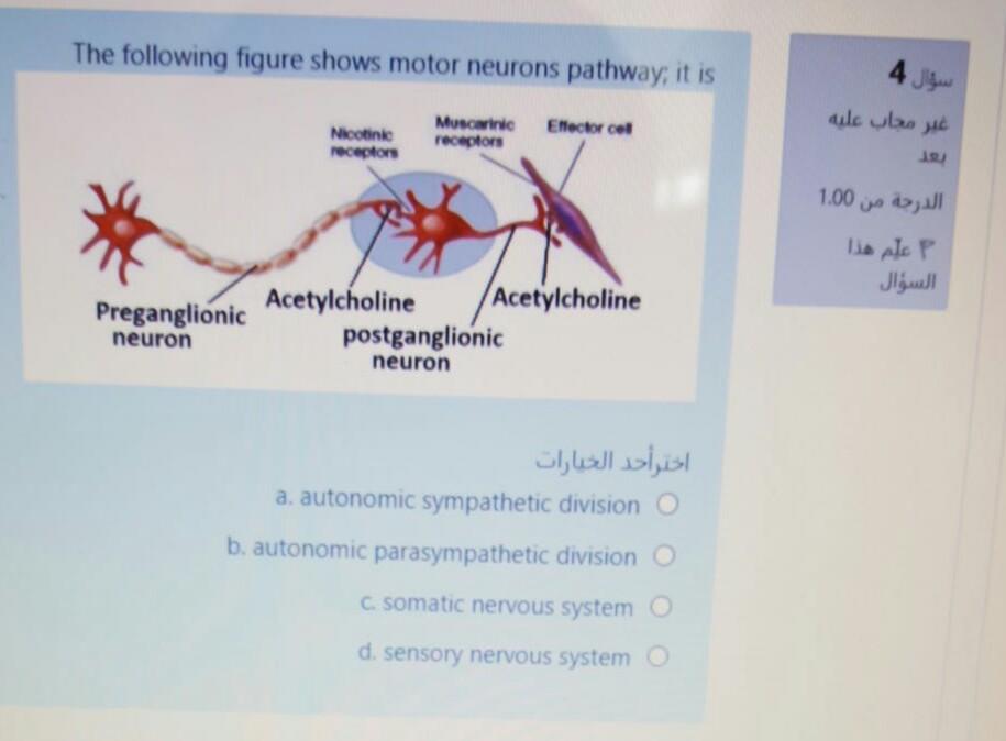 Solved The following figure shows motor neurons pathway, it | Chegg.com