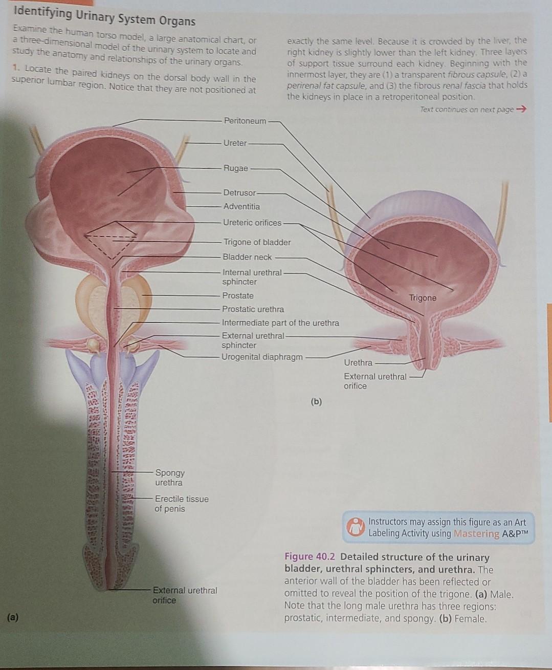Solved Identifying Urinary System Organs Examine the human | Chegg.com