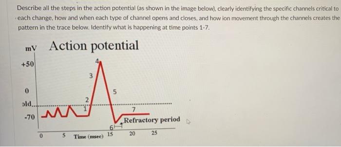 Solved Describe all the steps in the action potential (as | Chegg.com