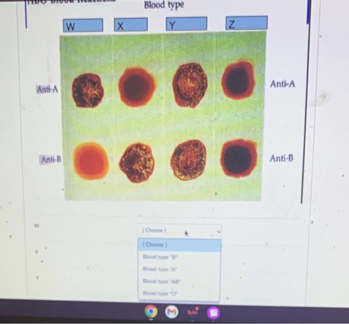 Solved W X Y Z | Chegg.com
