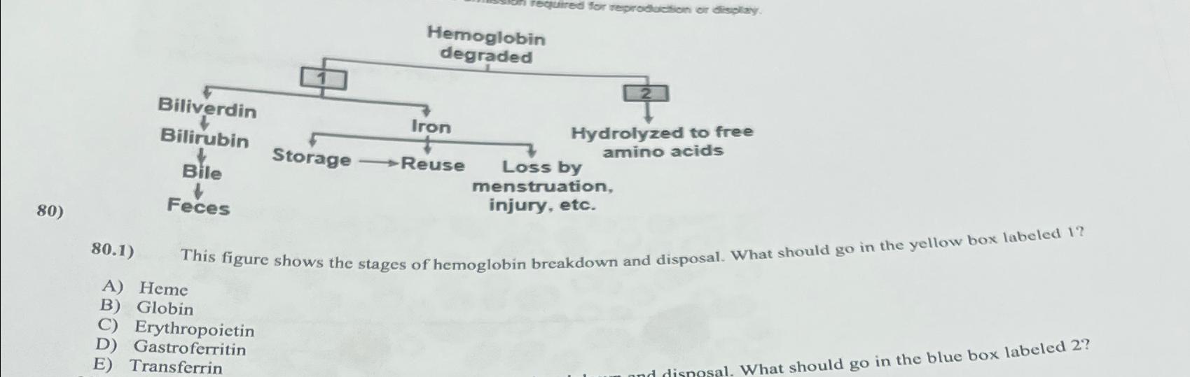 Solved 80.1) ﻿This figure shows the stages of hemoglobin | Chegg.com