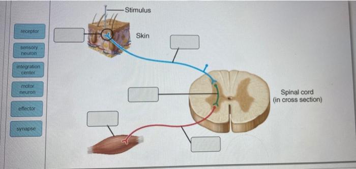 Solved Stimulus receptor Skin sensory neuron integration | Chegg.com