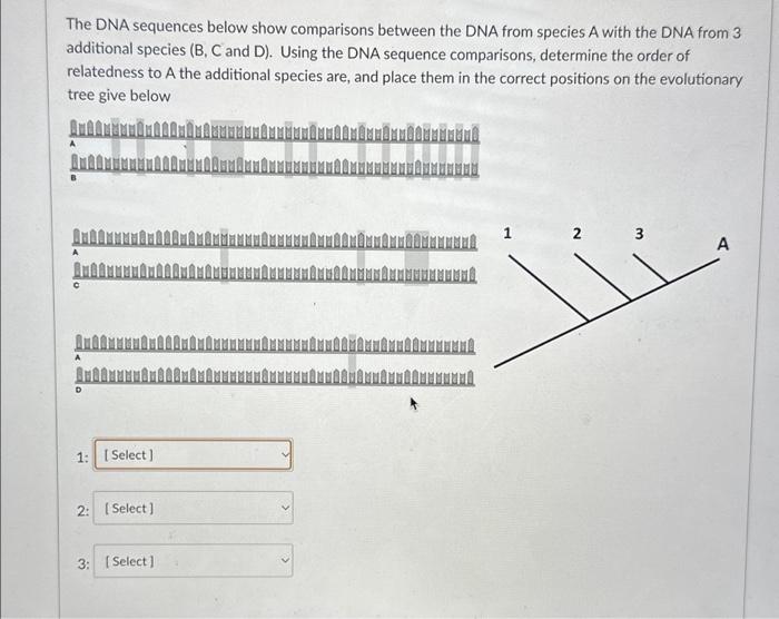 Solved The DNA sequences below show comparisons between the | Chegg.com